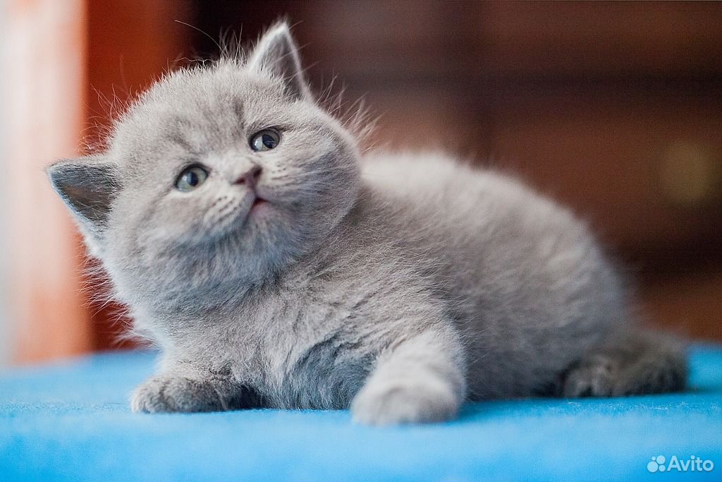 Витольд маленький британский аристократ