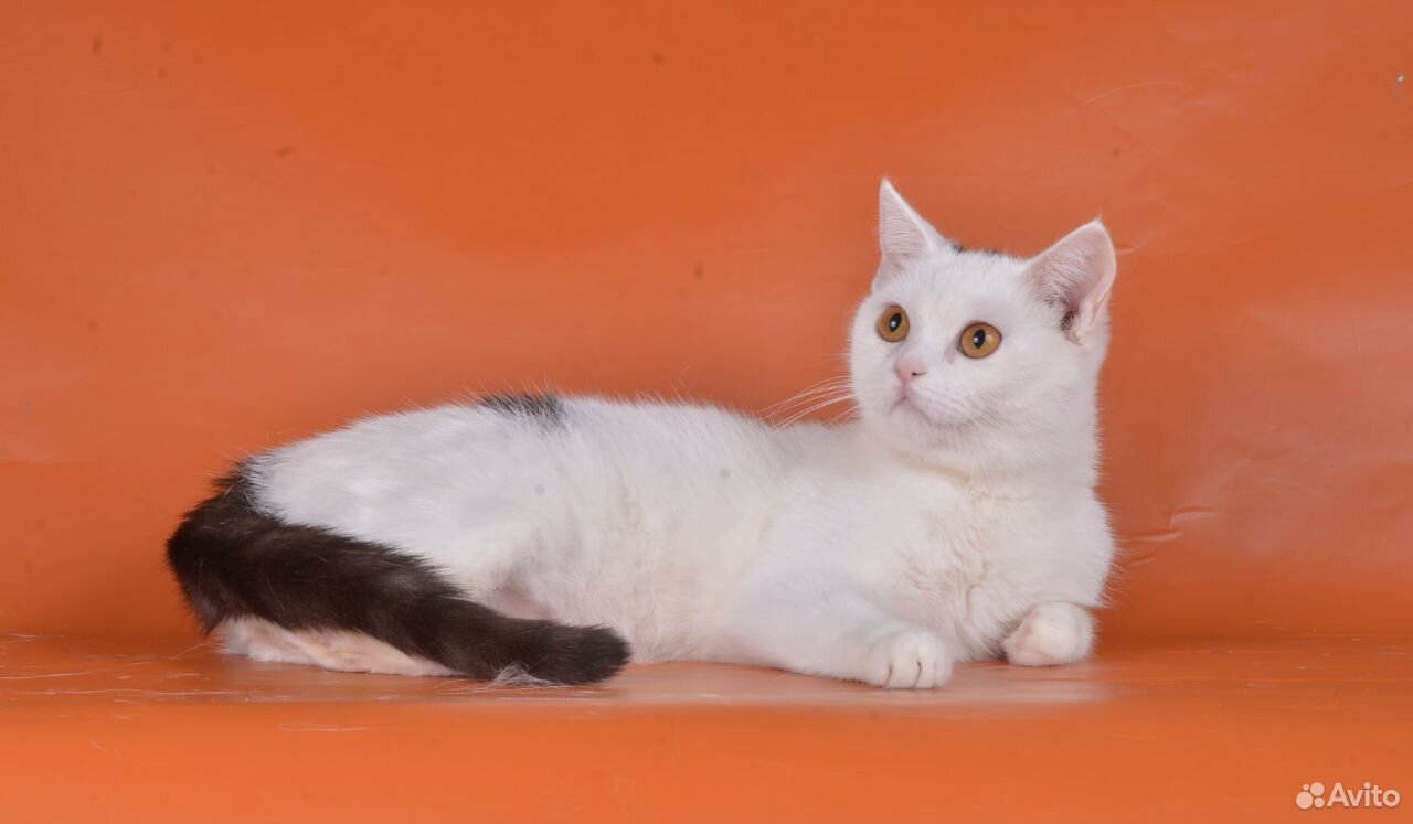 Кошка Ария в хорошие руки