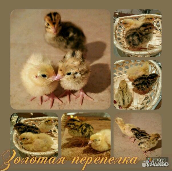 Перепелята