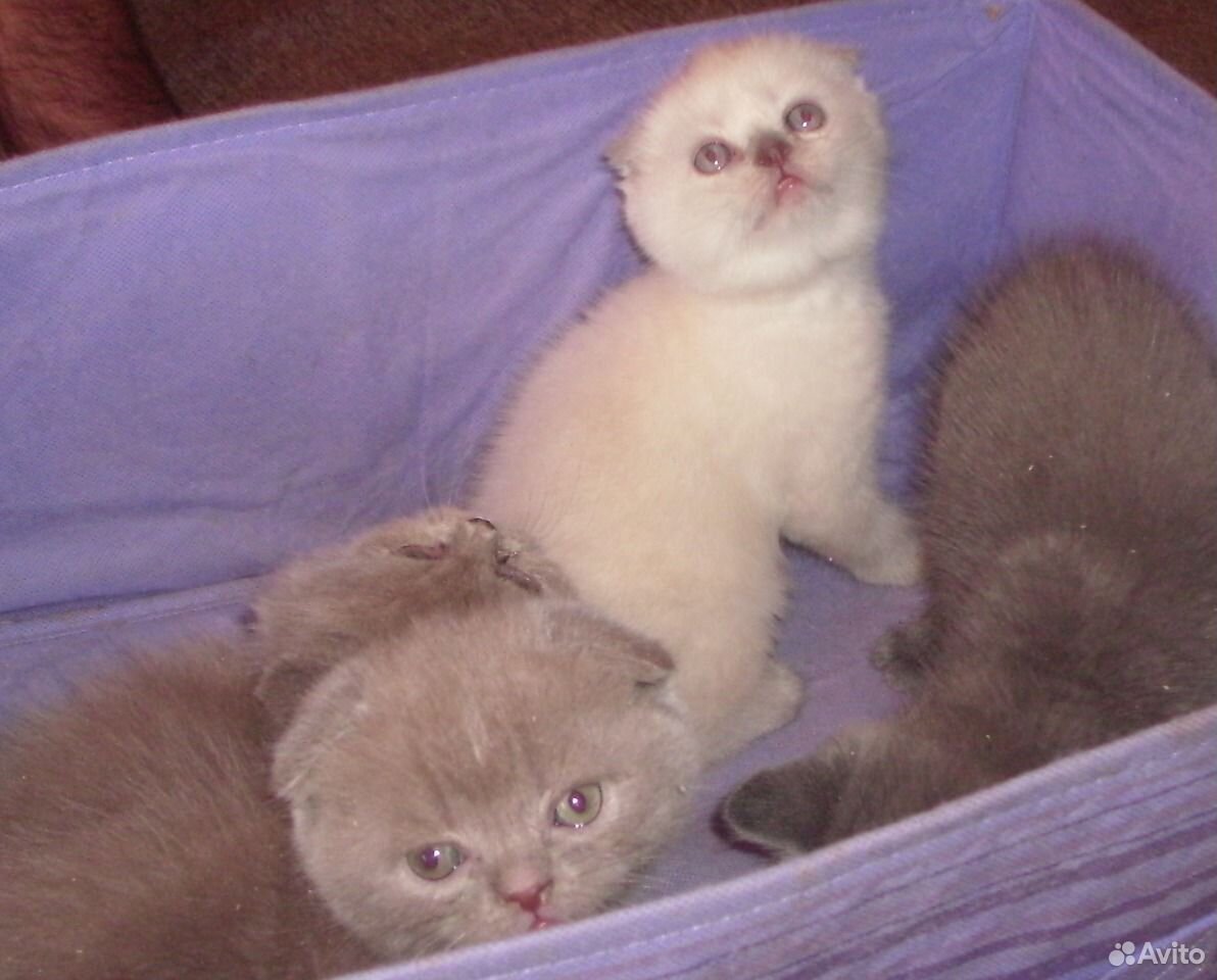 Очаровашки