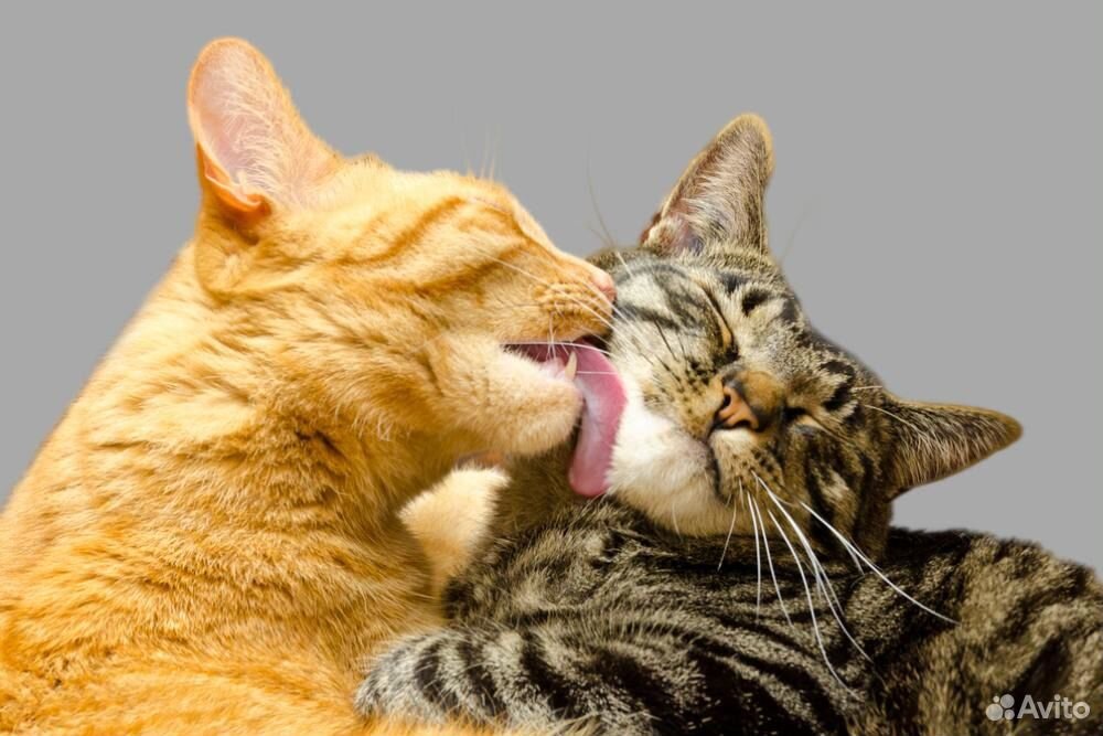 Уход за кошками, котоняня