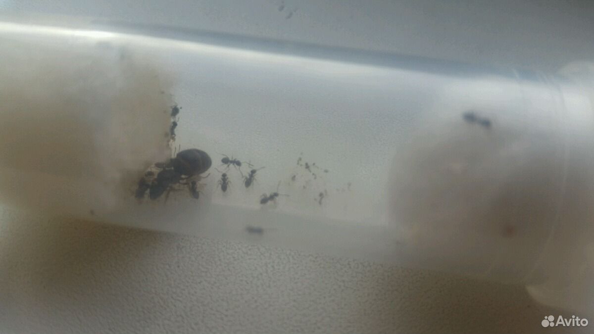 Lasius niger муравьи