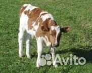 Телята из Плем хозяйства