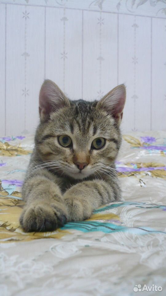 Ищем дом котенку