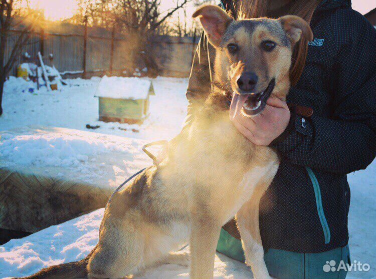 Собака Щенок Айрис