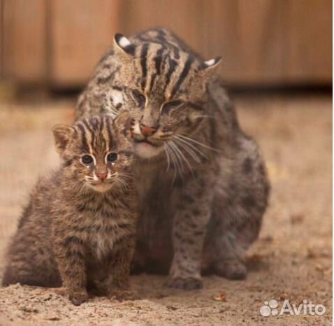 Кот-рыболов и запись на котят Крапчатой кошки