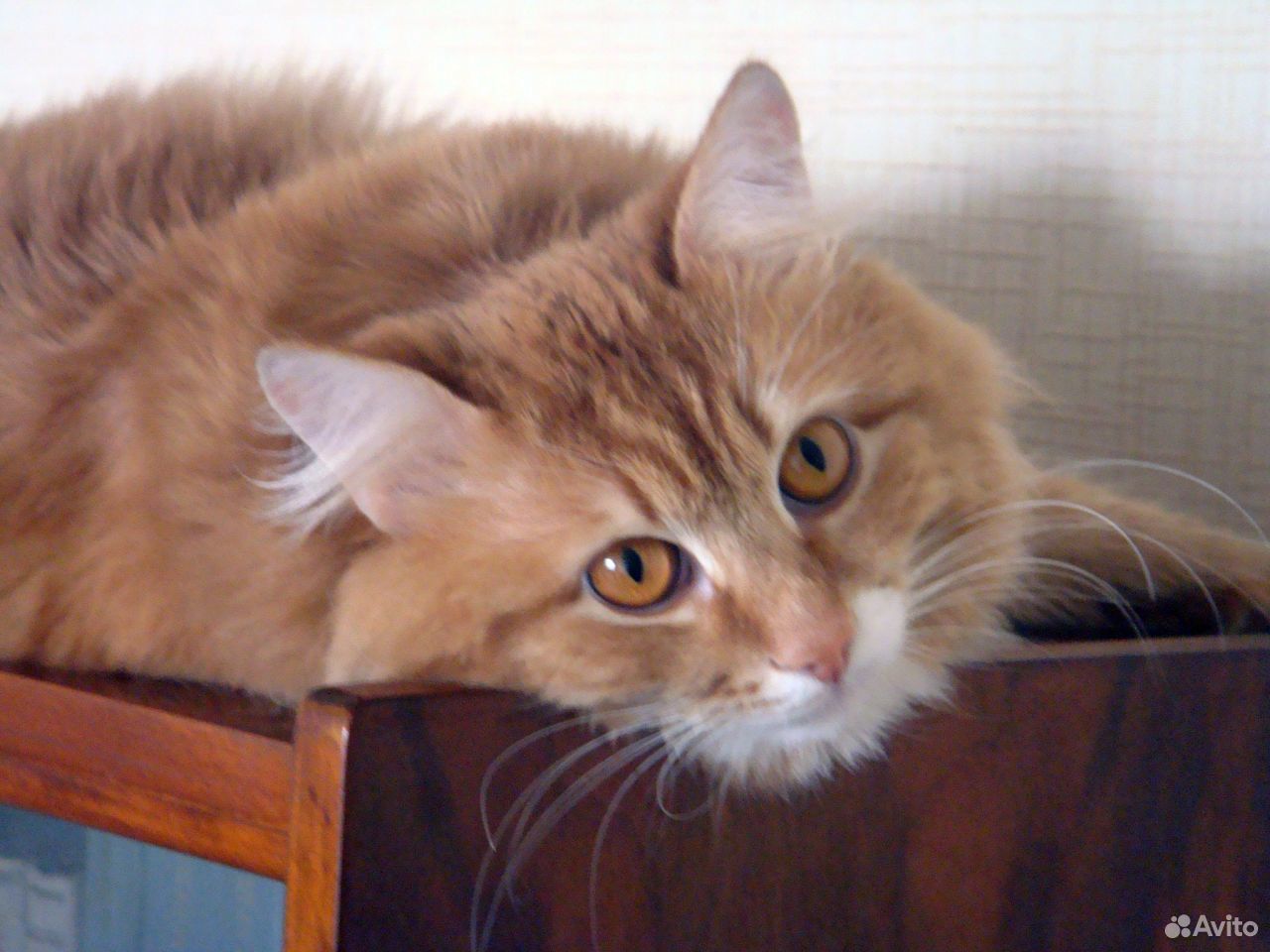 Карантин прошел. Ждем кошек в гости