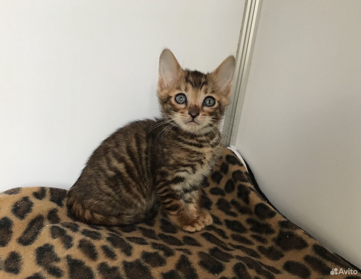 Кошечка тойгер Кама