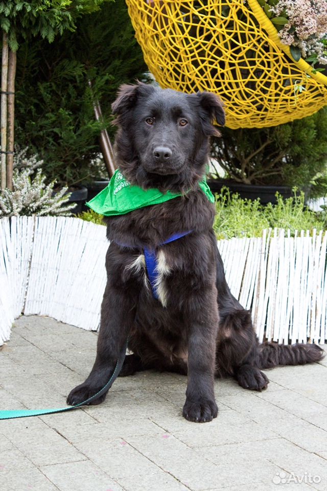 Симпотяга Нокс ищет дом