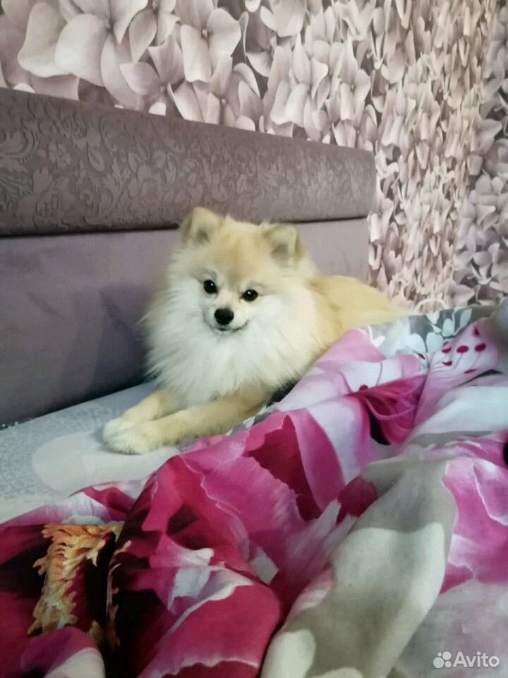 Вязка Немецкий малый шпиц