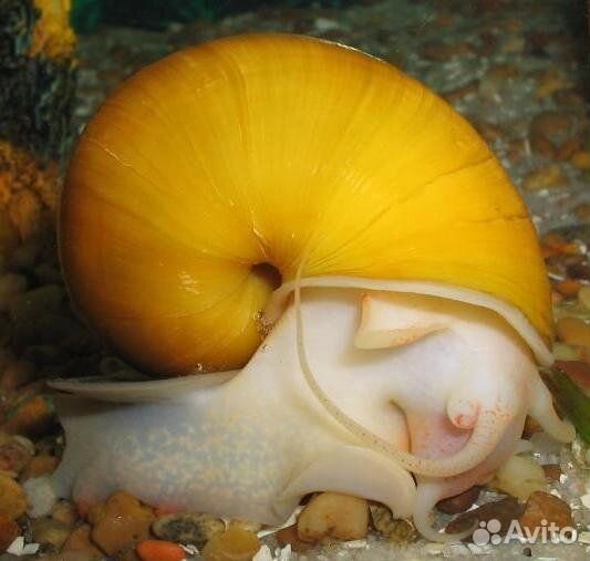 Улитки ампулярии