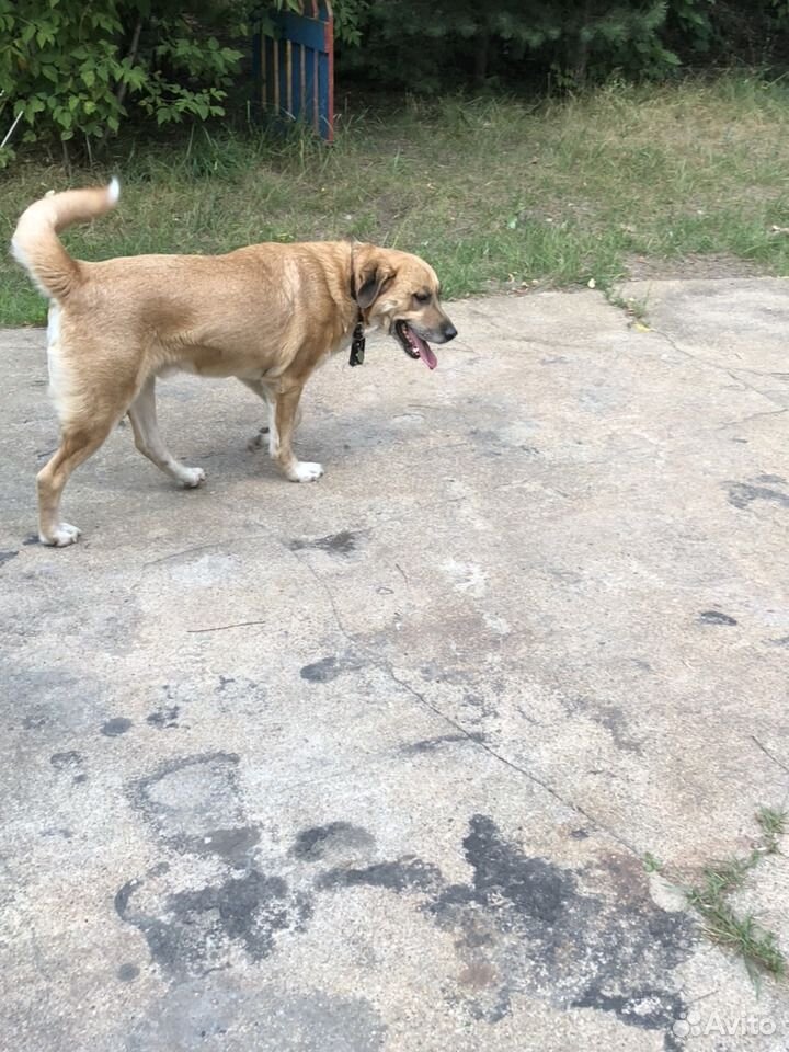 Красавец Грэм