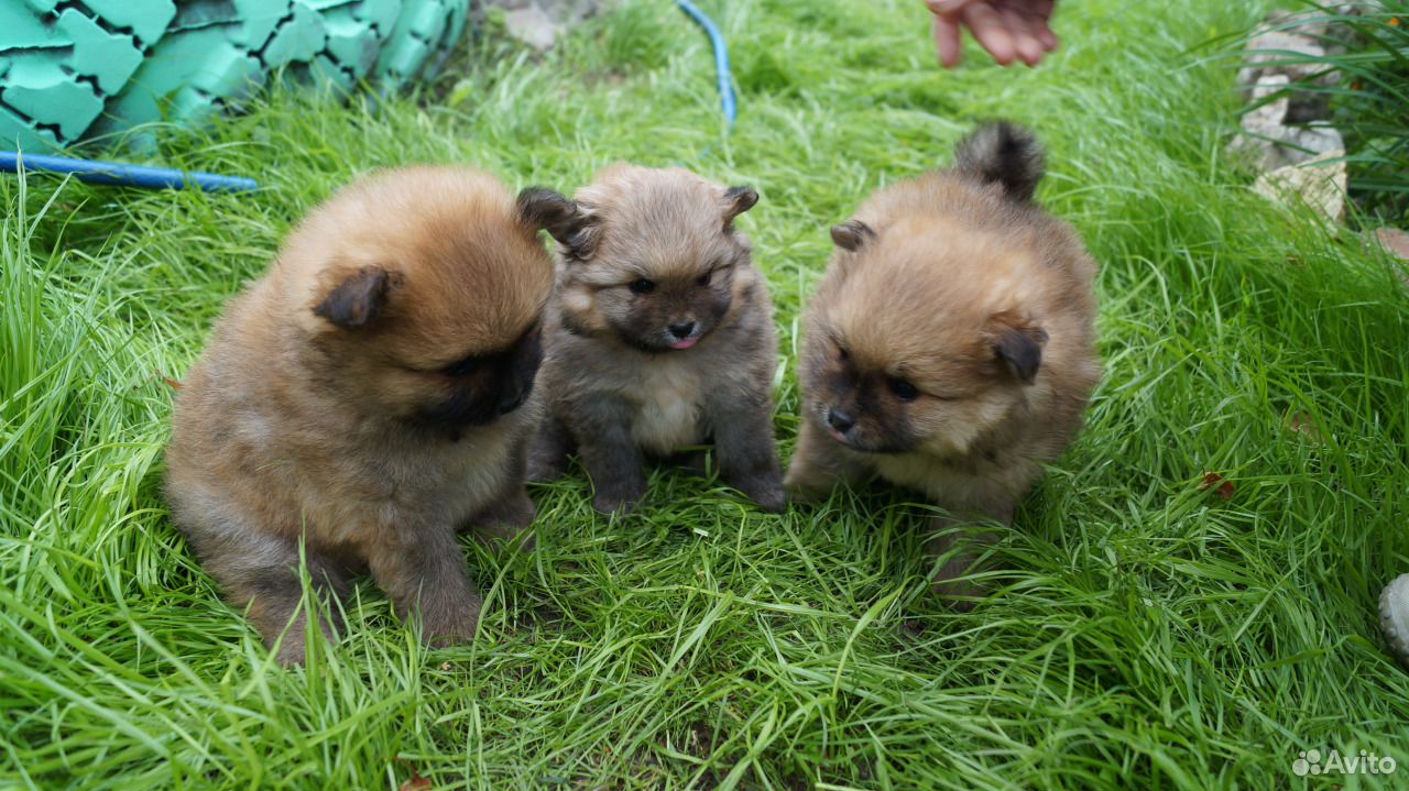 Продаются щенки померанского шпица