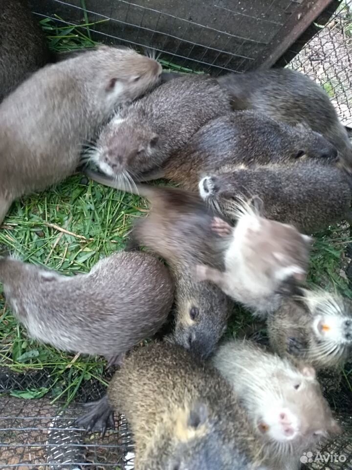 Продам нутрий