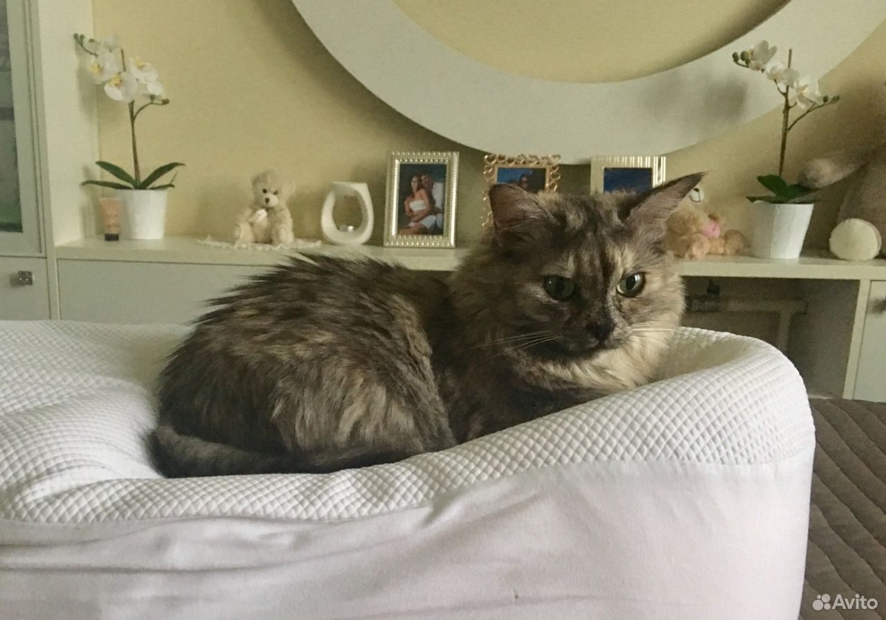 Домашняя кошечка Настя