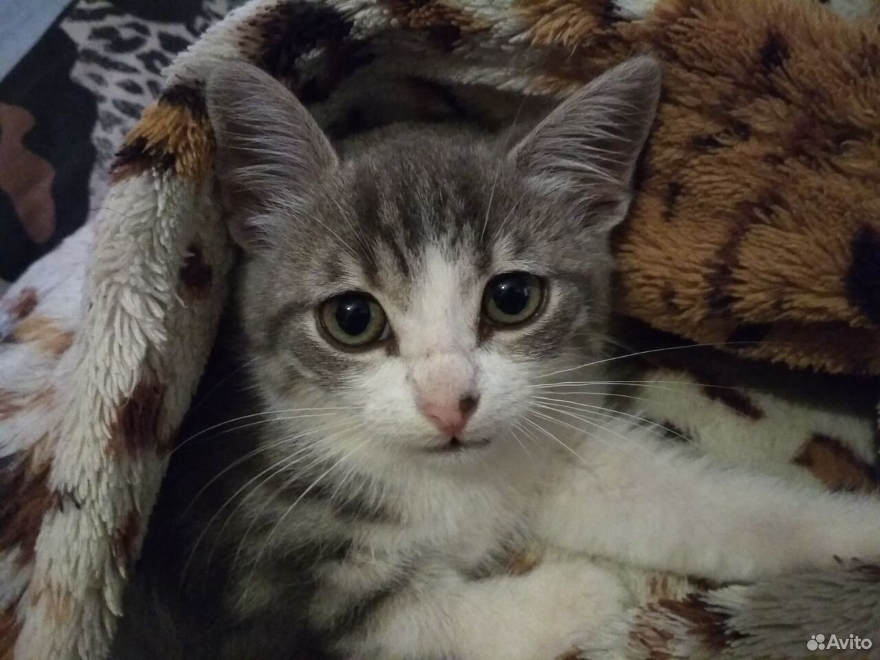 Котенок Варя в добрые руки