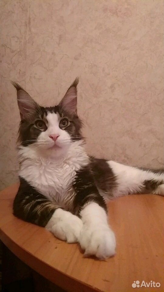 Красавчик мейн-кун