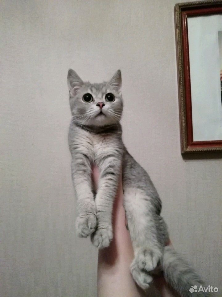 Чистокровный британский котёнок