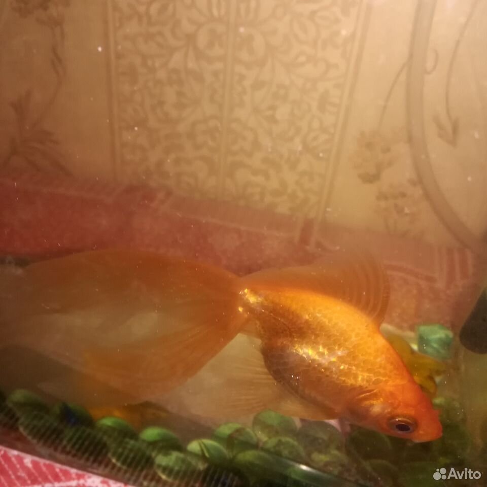 Золотая рыбка