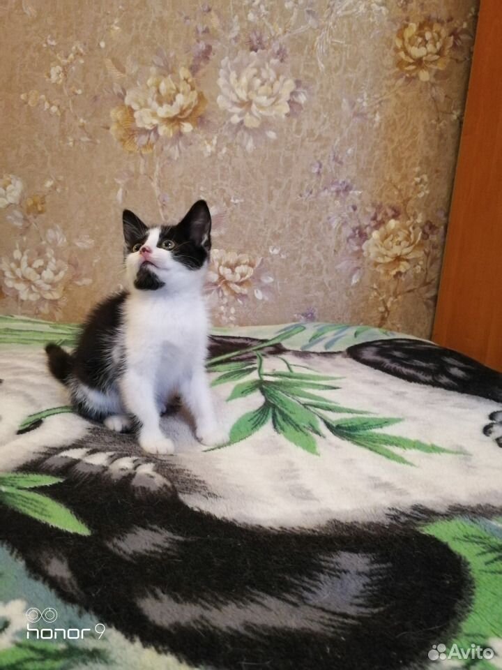 Малыш клякса ищет любящих хозяев