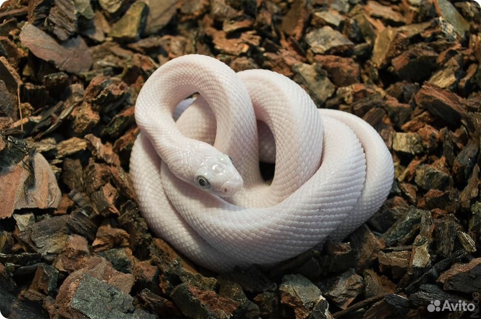 Змея техасский полоз