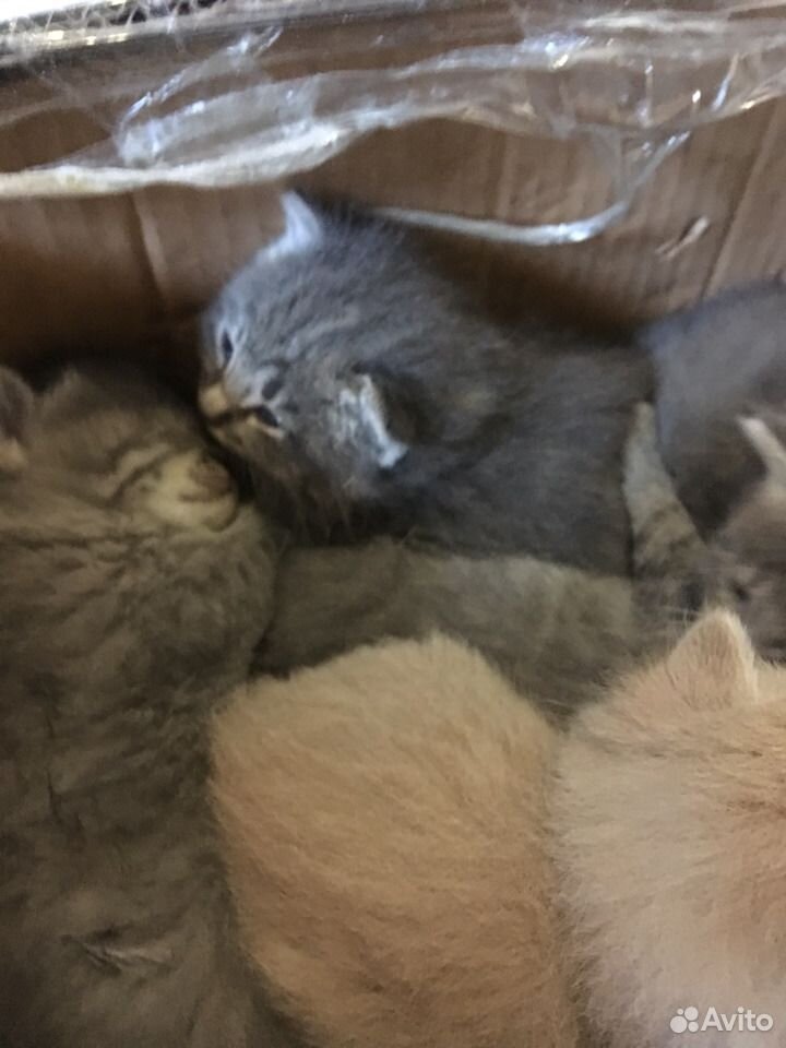 Продадим котят примусь британцев. Цену сами давайт