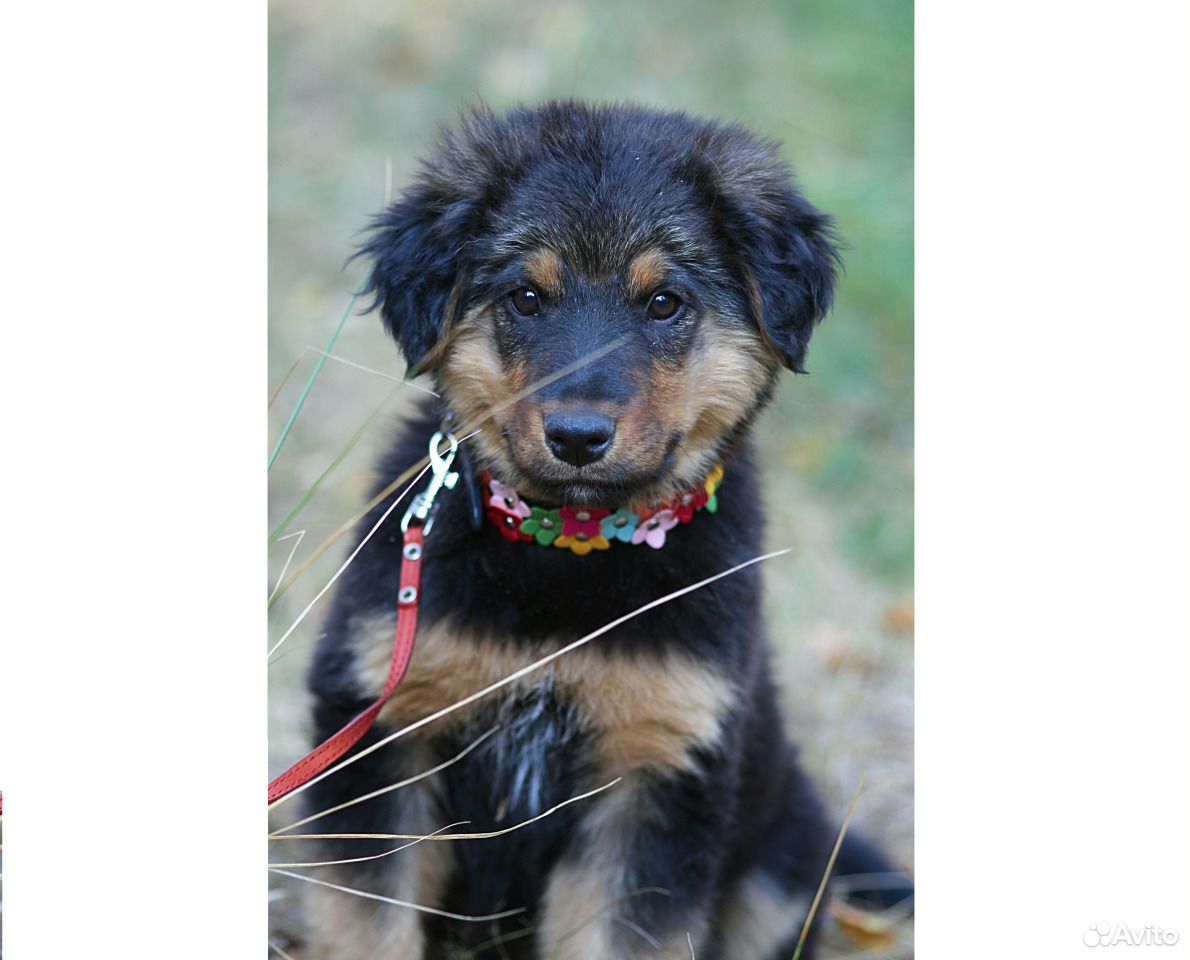 Саманта. Щенок 2 мес. в дар