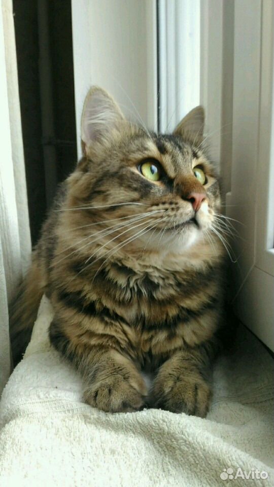 Кот Джерри Даррелл в добрые руки