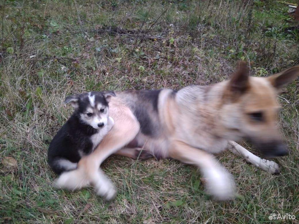 Щенки Овчарки