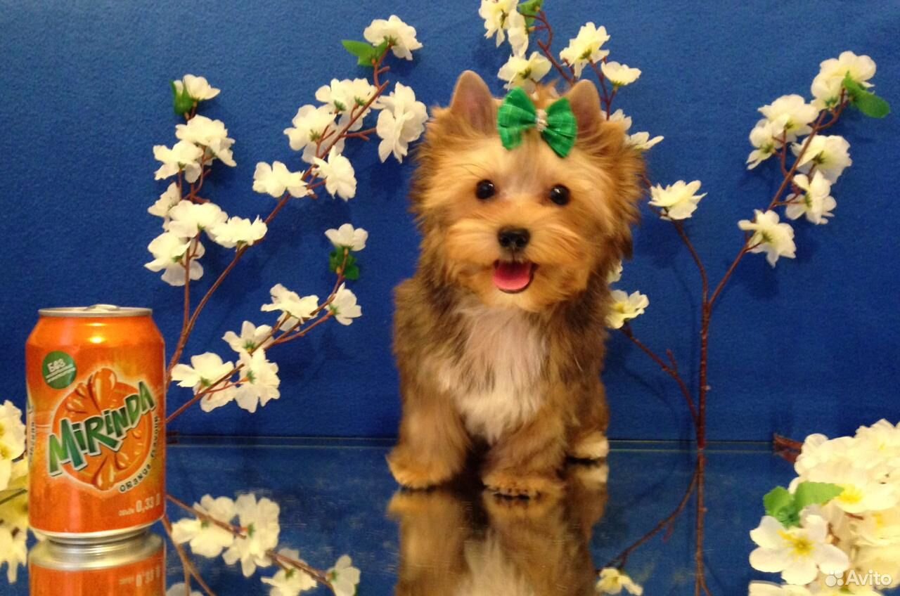 Стандартик рыжий мальчишка и леди