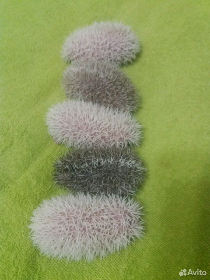 Африканские карликовые ежата