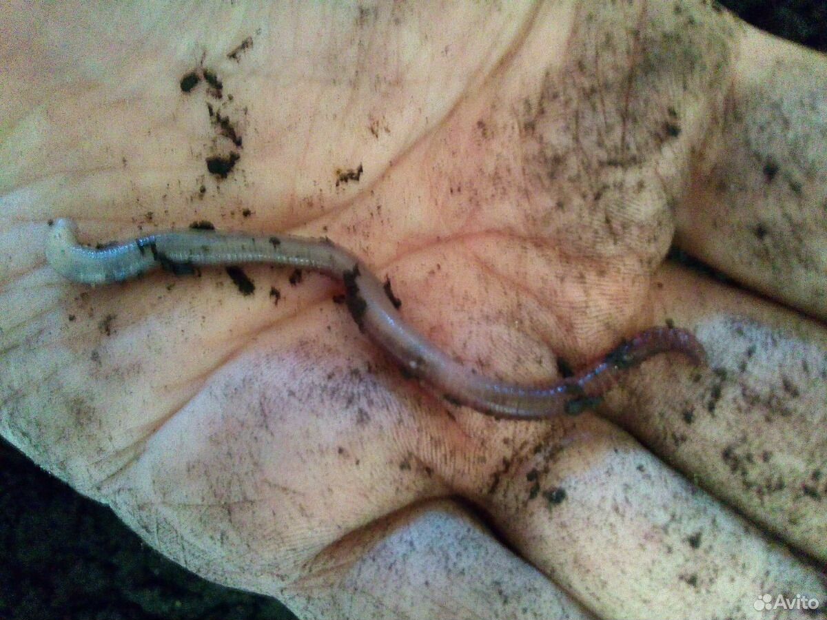 Червиферма дендробена венета