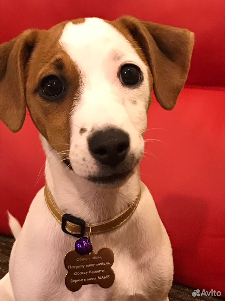 Девочка для вязки Джек Рассел терьер 1 год и 7 мес