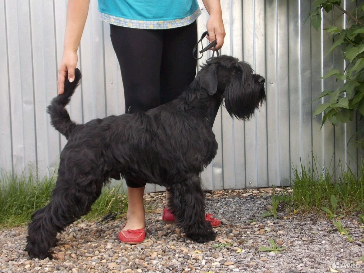 Миттельшнауцер