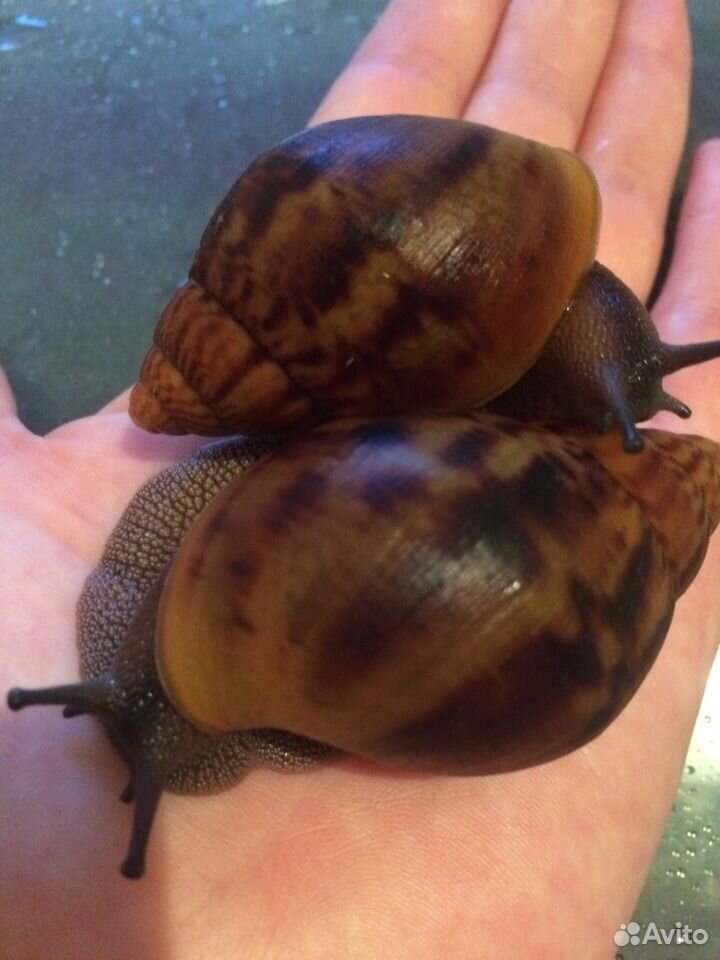 Улитка ахатина тигр