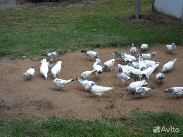 Голуби Пакистанские