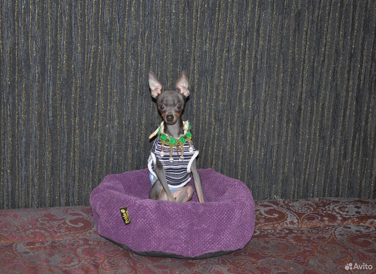 Вязка. Жених оленёнок той-терьер