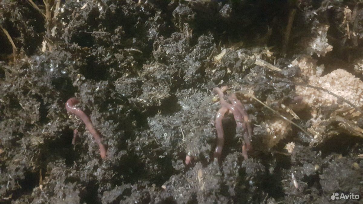 Калифорнийские черви