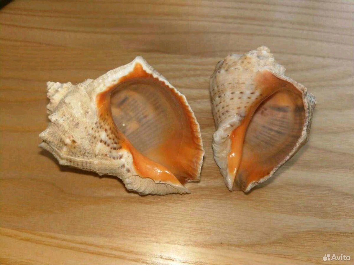 Ракушка рапана