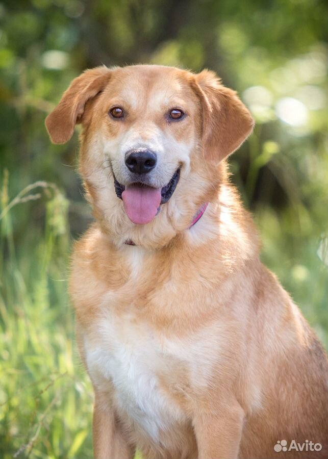 Лайма ищет дом