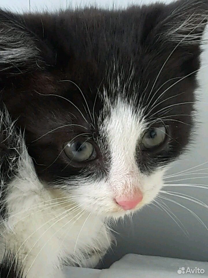 Котеночек спасенный с улицы