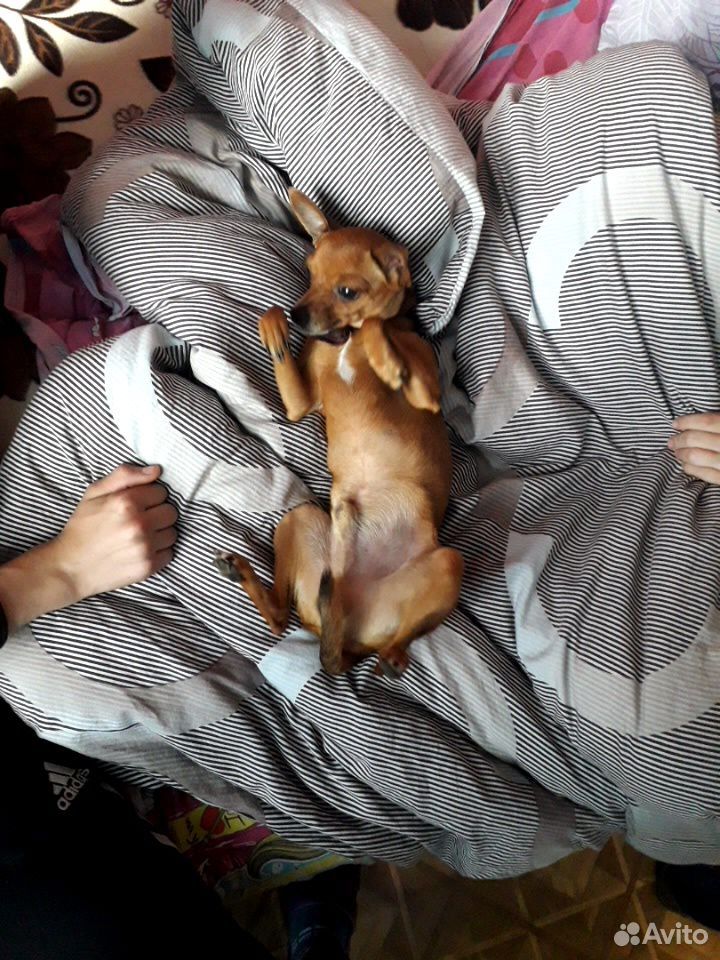 Чихуахуа дир-тип (оленивидные)