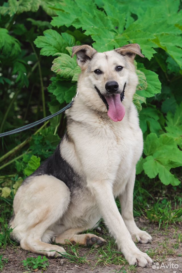 Умница Харли ищет дом