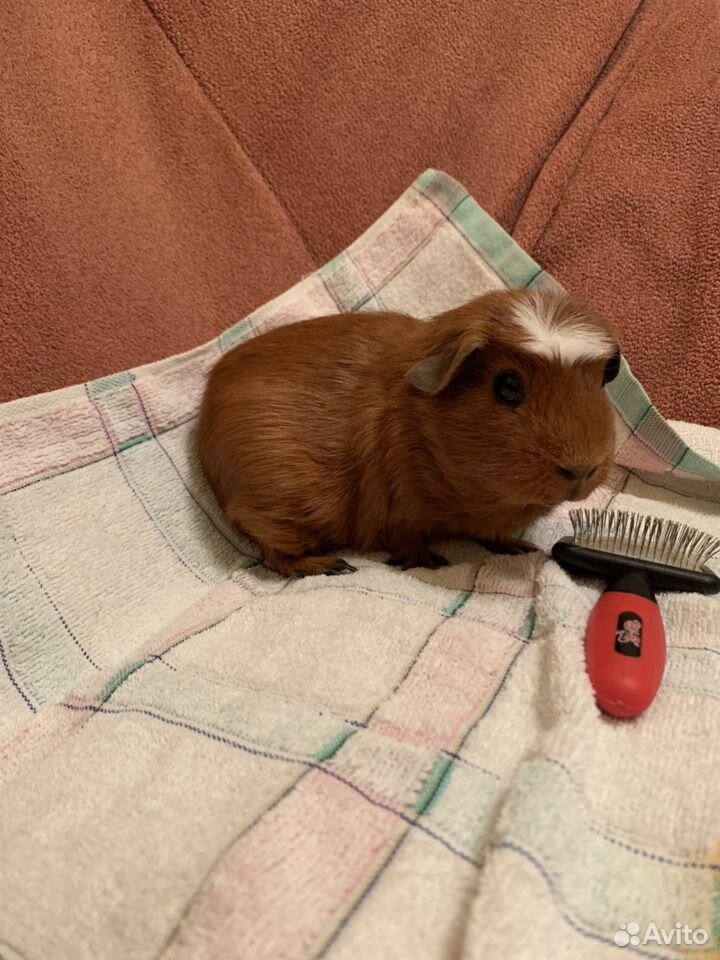 Две Морские Свинки