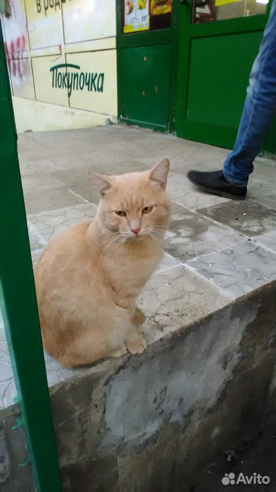В добрые руки