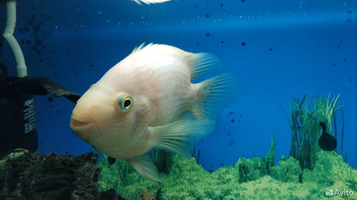 Парчовый сом, рыба-попугай