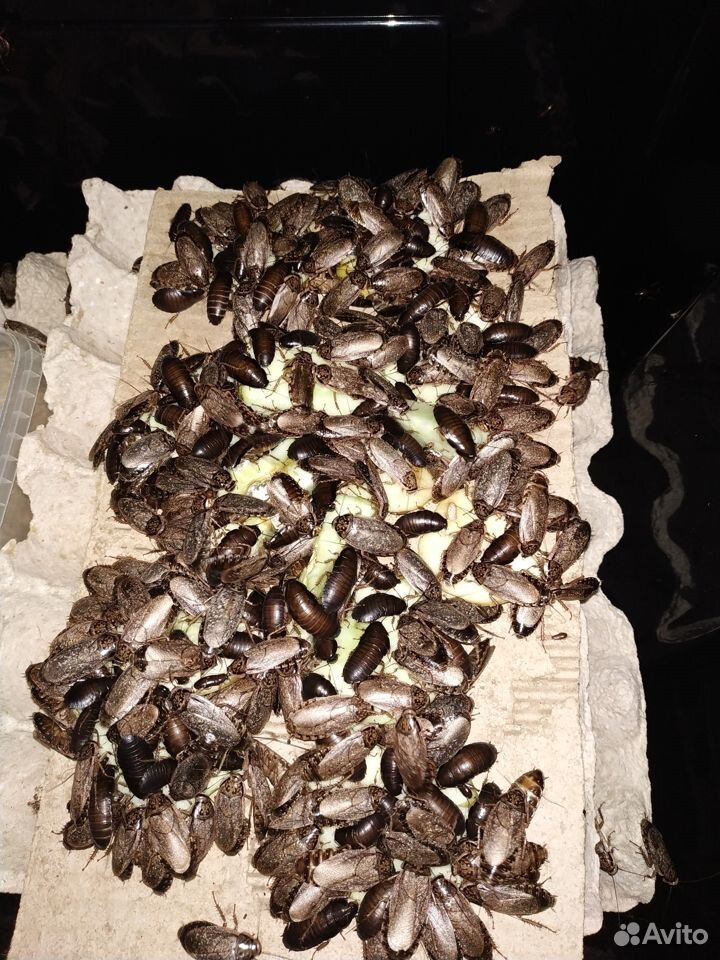 Кормовые тараканы