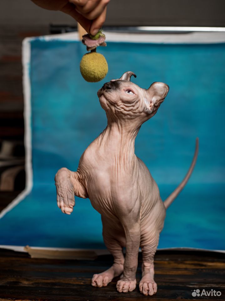 Котенок Эльф