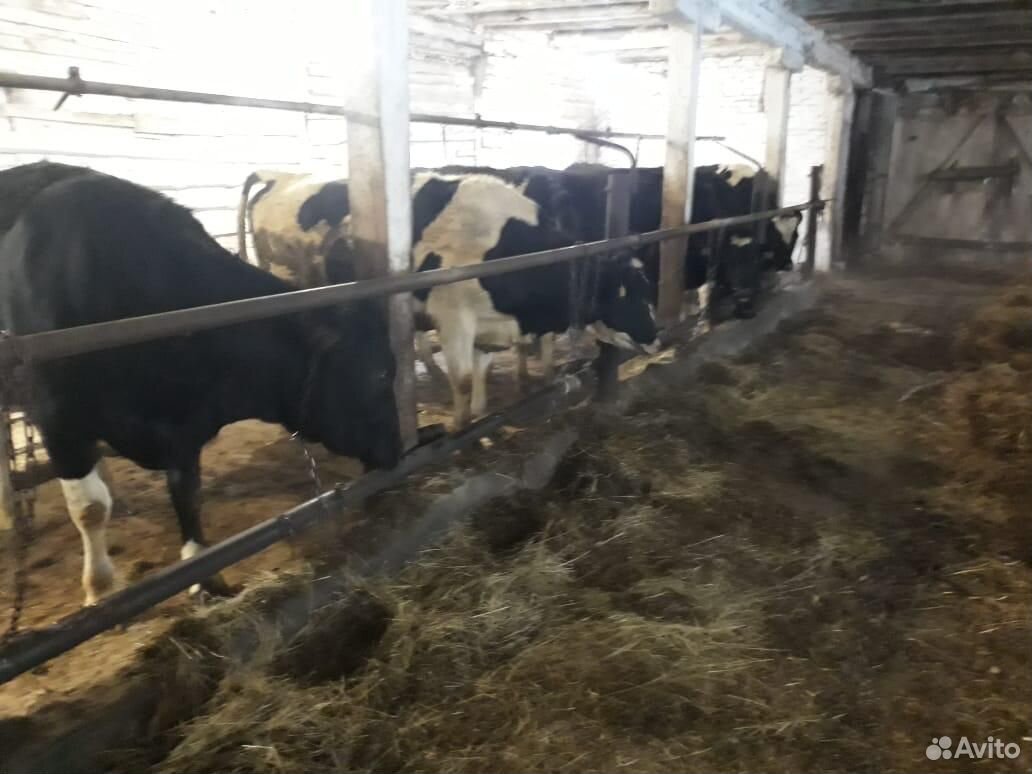 Реализуем нетелей чёрно-пёстрой породы