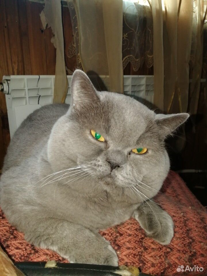 Породный британский кот на вязку